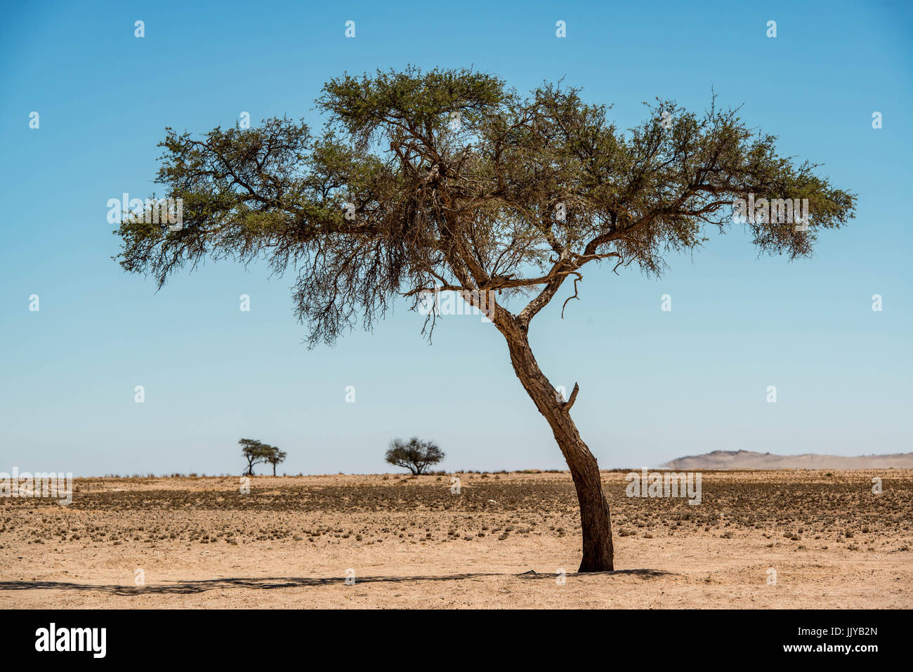 Acacia trees in the Namib desert, located in Namibia, Africa Stock ...