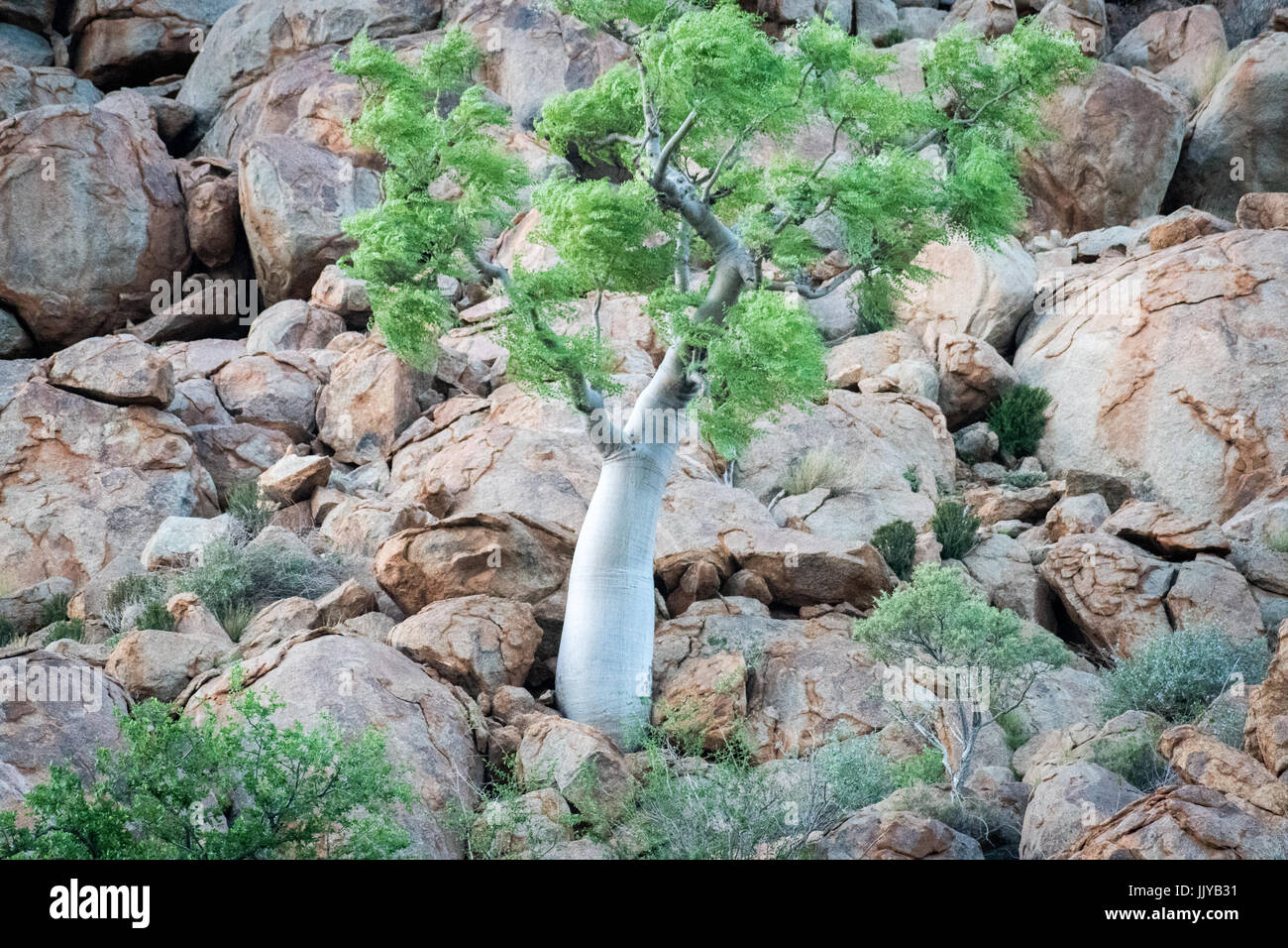 Tree growing in the Namib-Naukluft National Park, located in Namibia ...