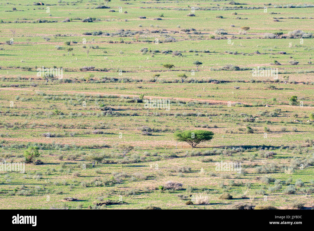 Grasslands of the Namib-Naukluft National Park in Namibia, Africa Stock ...