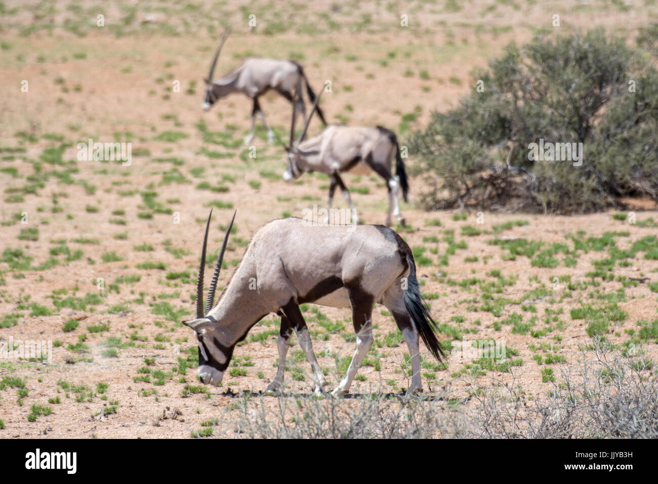 Gemsbok antelope grazing in the grasslands of the Namib-Naukluft ...