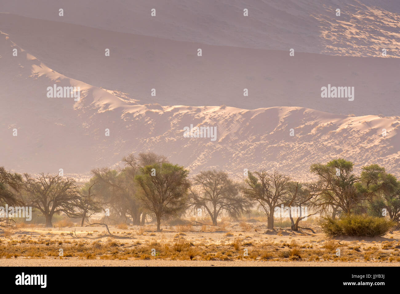 Acacia trees lining the base of an ancient sand dune in the Namib ...