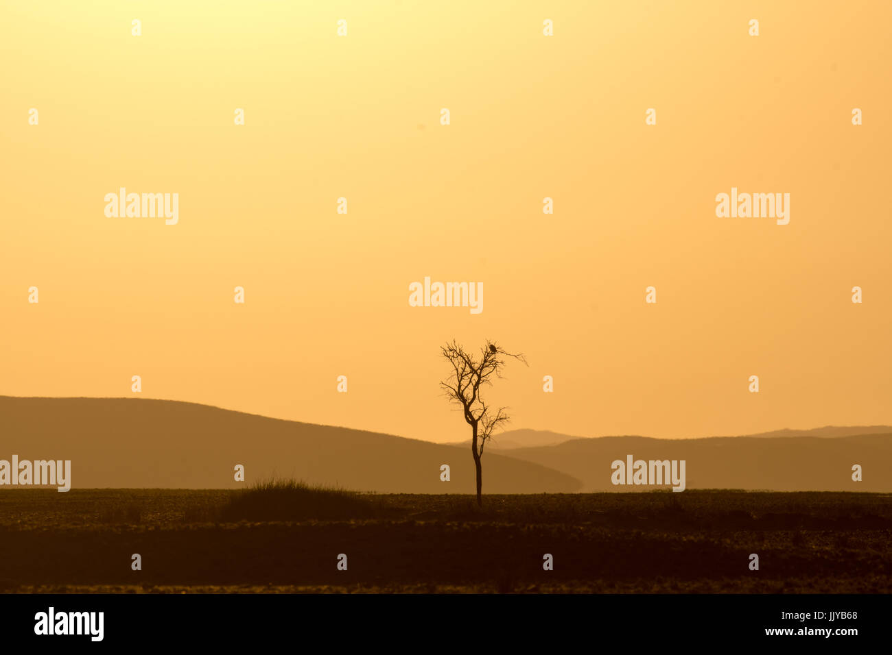 Dead acacia tree in silhouette hi-res stock photography and images - Alamy