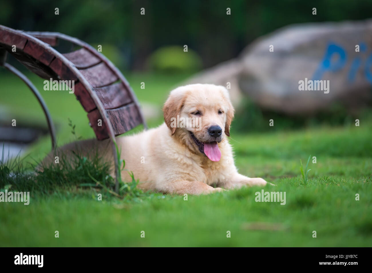 Cute Golden Retriever puppy Stock Photo - Alamy