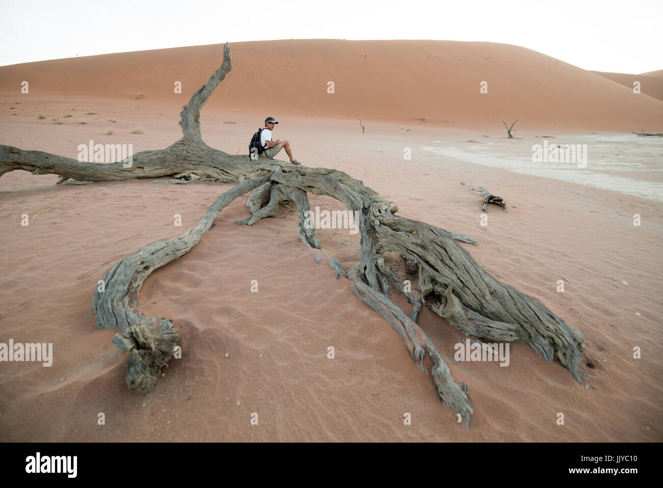 Acacia tree trunk hi-res stock photography and images - Alamy