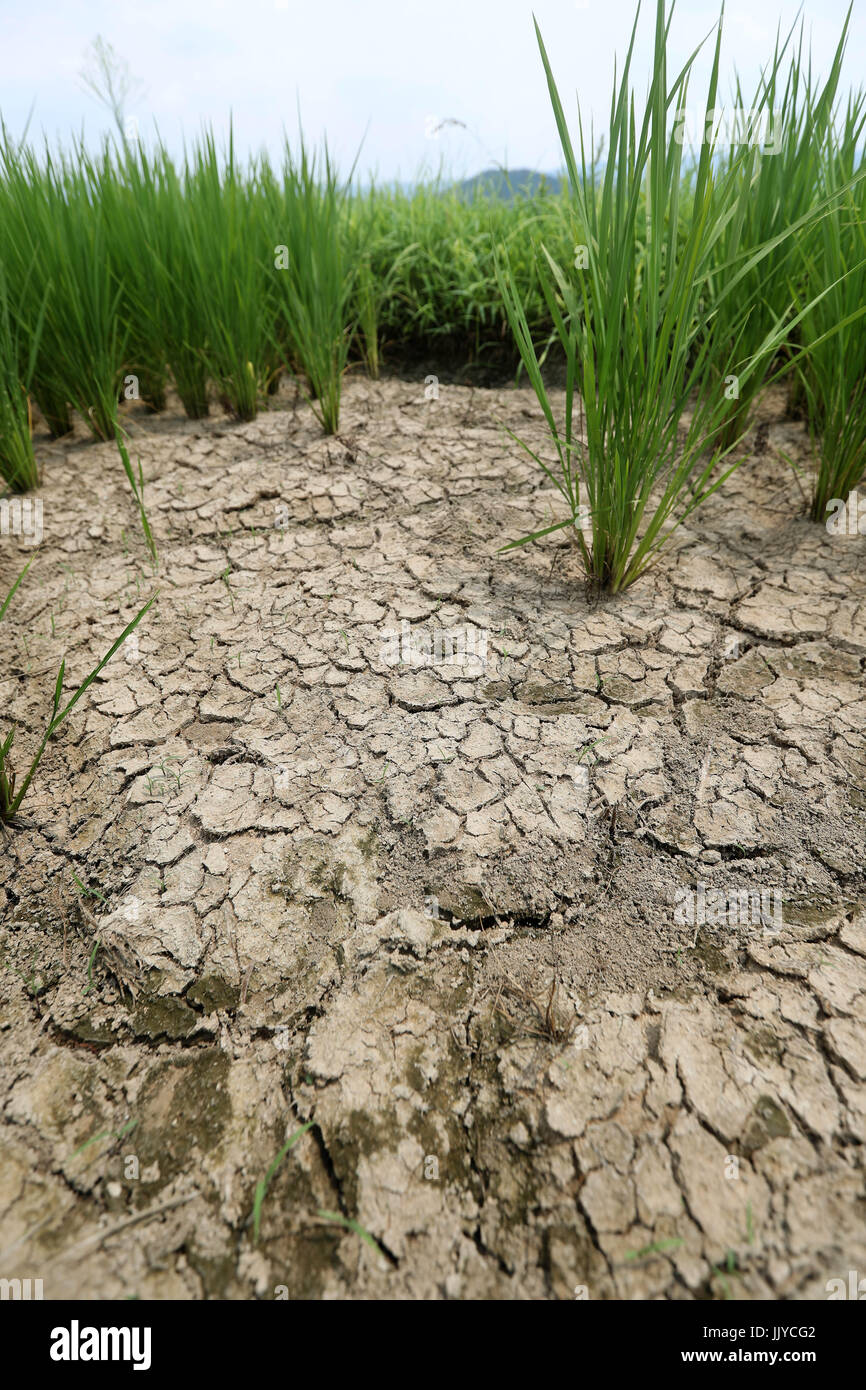 Rice paddy scorched dry from drought The bed of a rice paddy is dry and ...