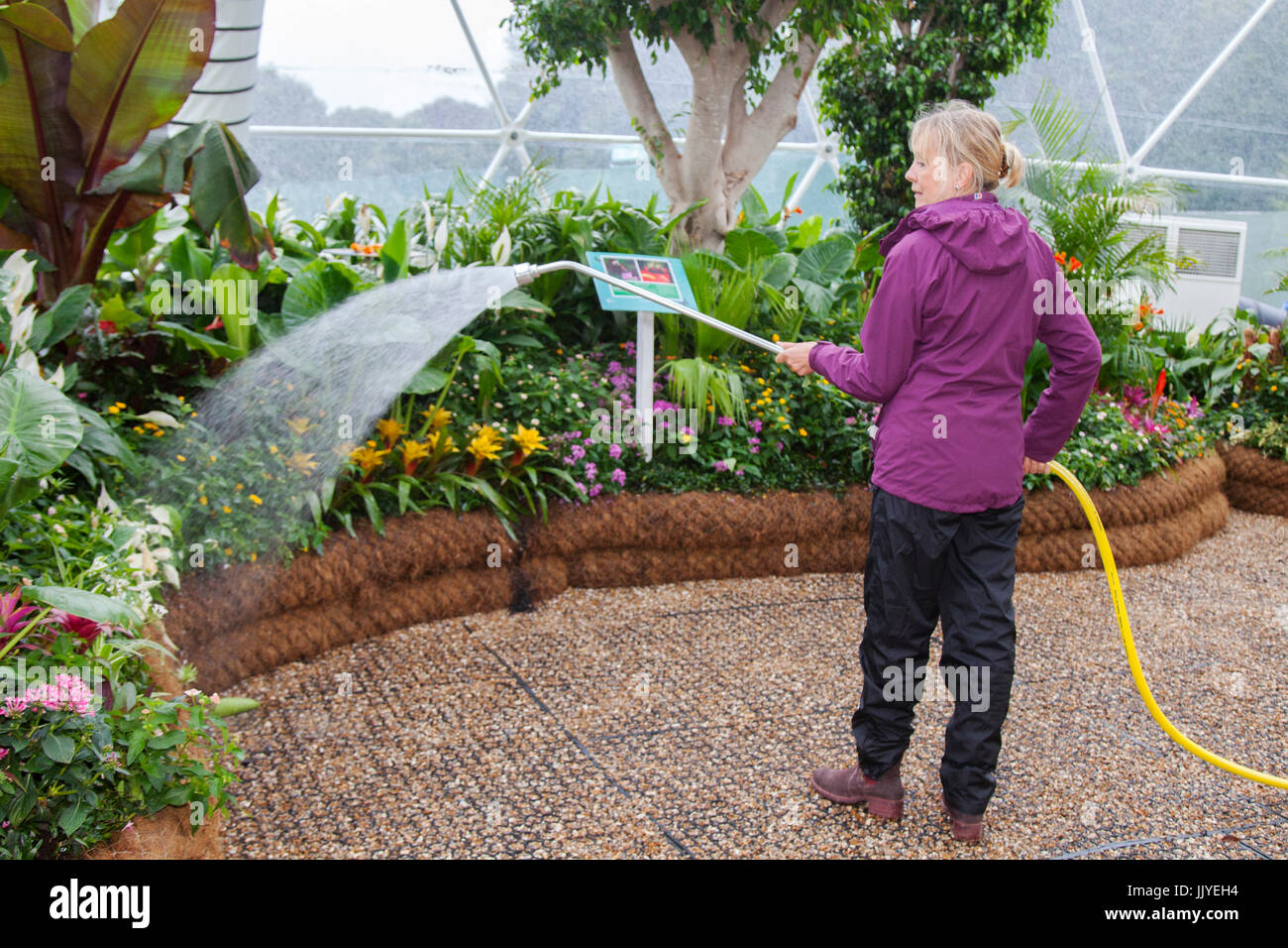Jane Loxley watering, hosing inside the Butterfly dome which is a new ...