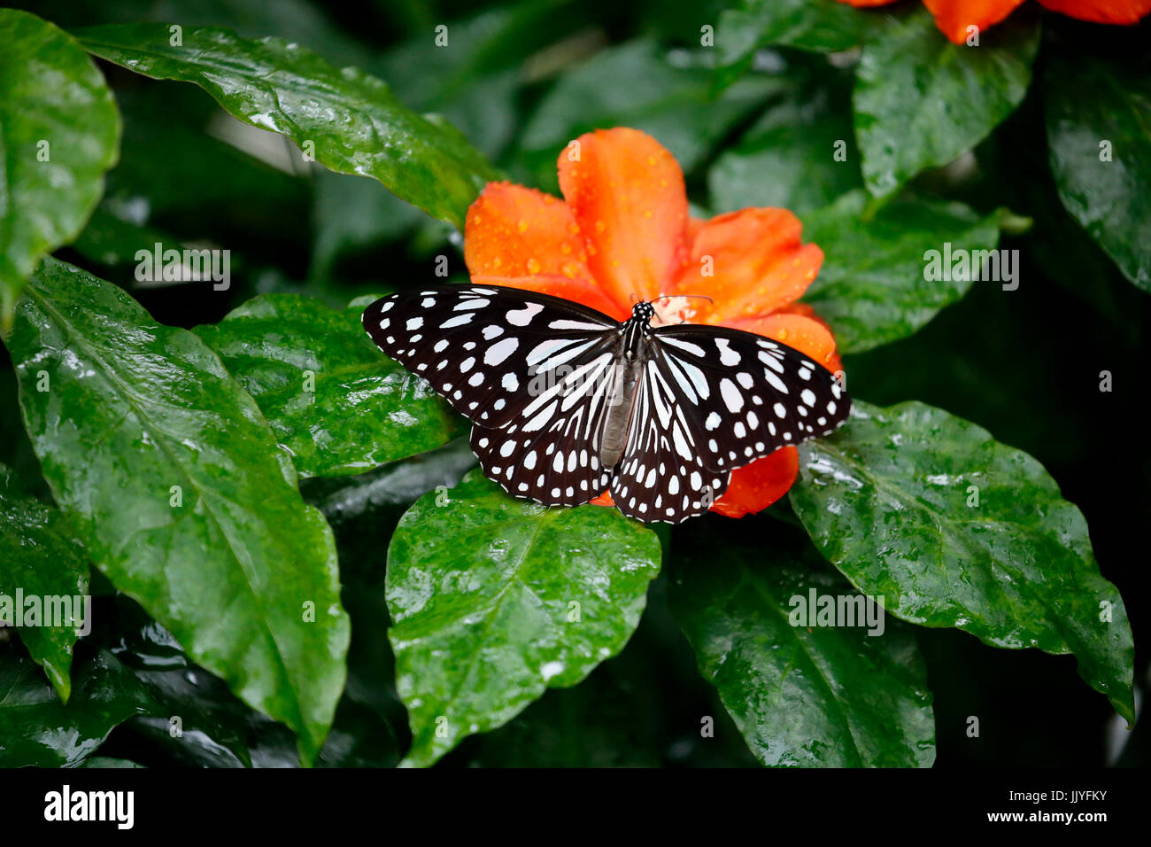 Yangon, Myanmar. 21st July, 2017. A blue tiger butterfly (Tirumala ...