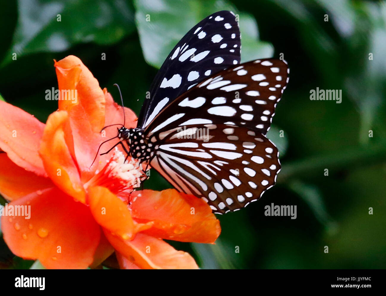 Yangon, Myanmar. 21st July, 2017. A blue tiger butterfly (Tirumala ...