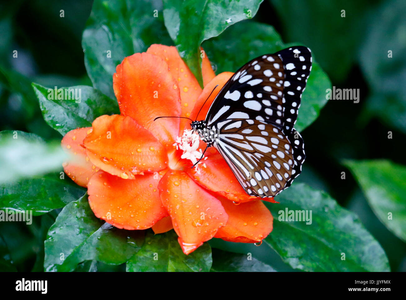 Yangon, Myanmar. 21st July, 2017. A blue tiger butterfly (Tirumala ...