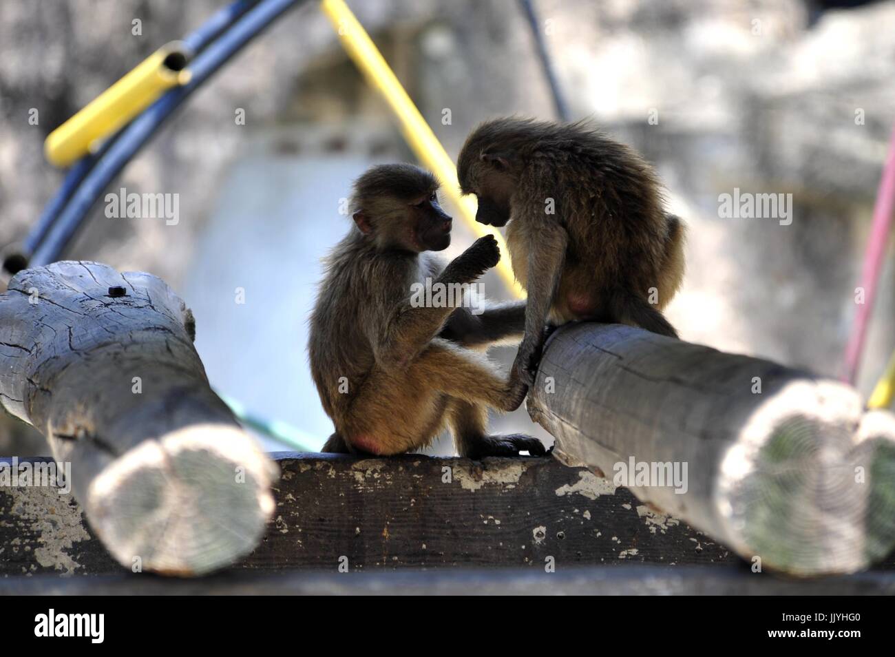 Shanghai. 21st July, 2017. Baboons hide in shades at Shanghai Zoo in ...