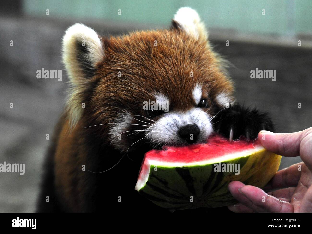 Shanghai. 21st July, 2017. A lesser panda eats watermelon at Shanghai ...