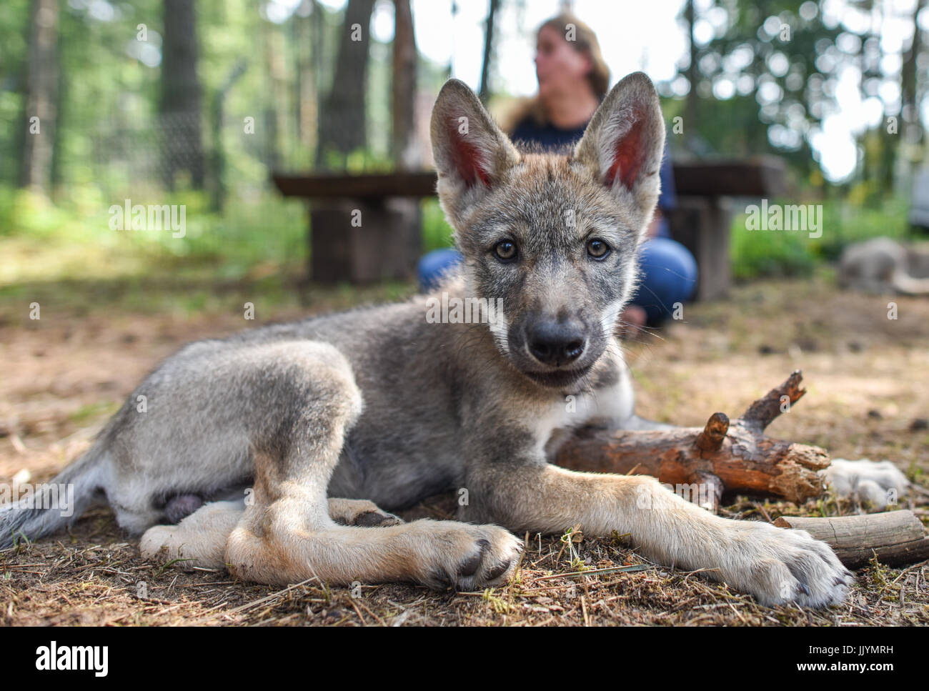 A young wolf can be seen inside a cage at the wild park Schorfheide in ...