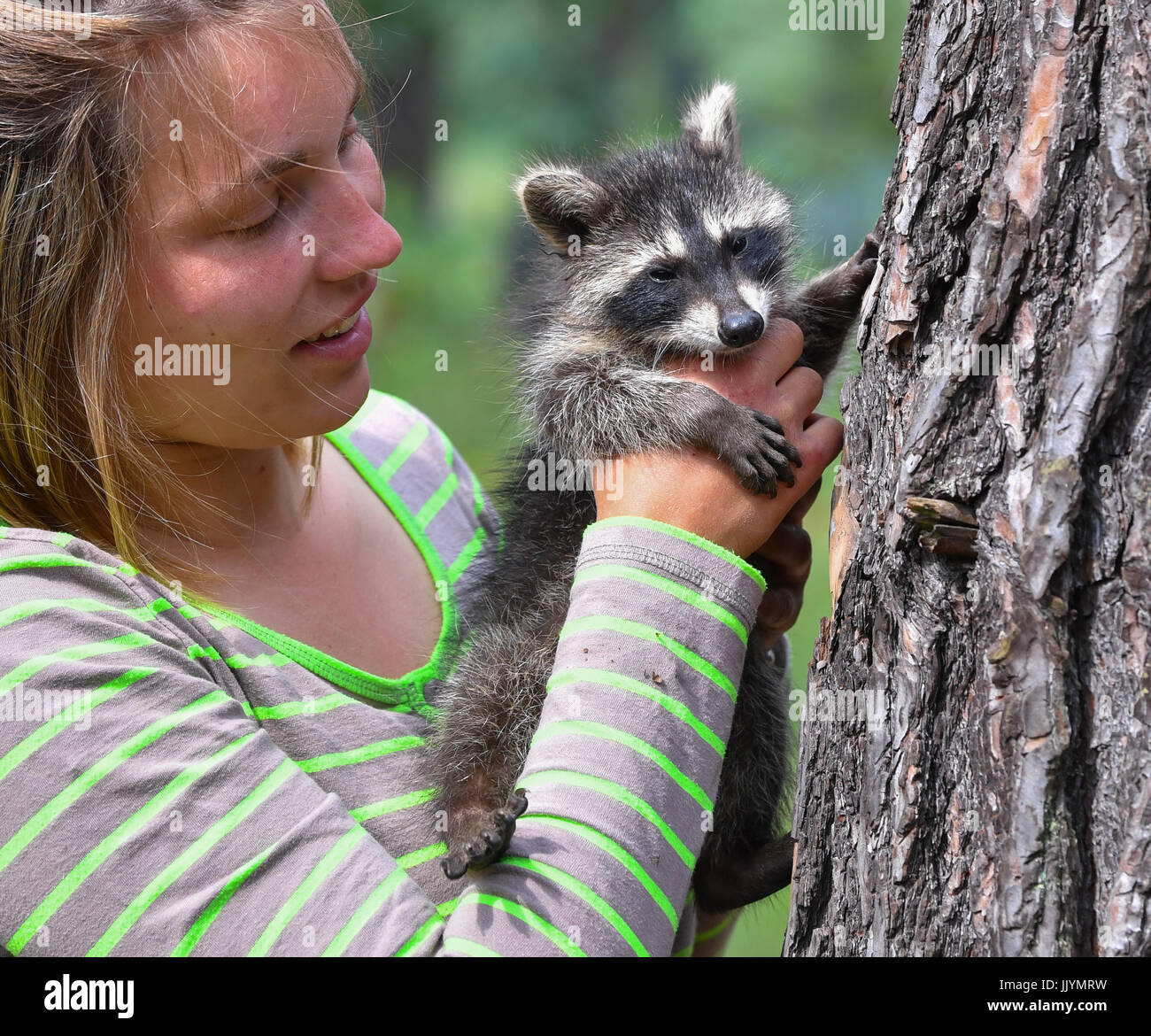 The student Alina Hesse holds a several weeks old racoon that can be ...