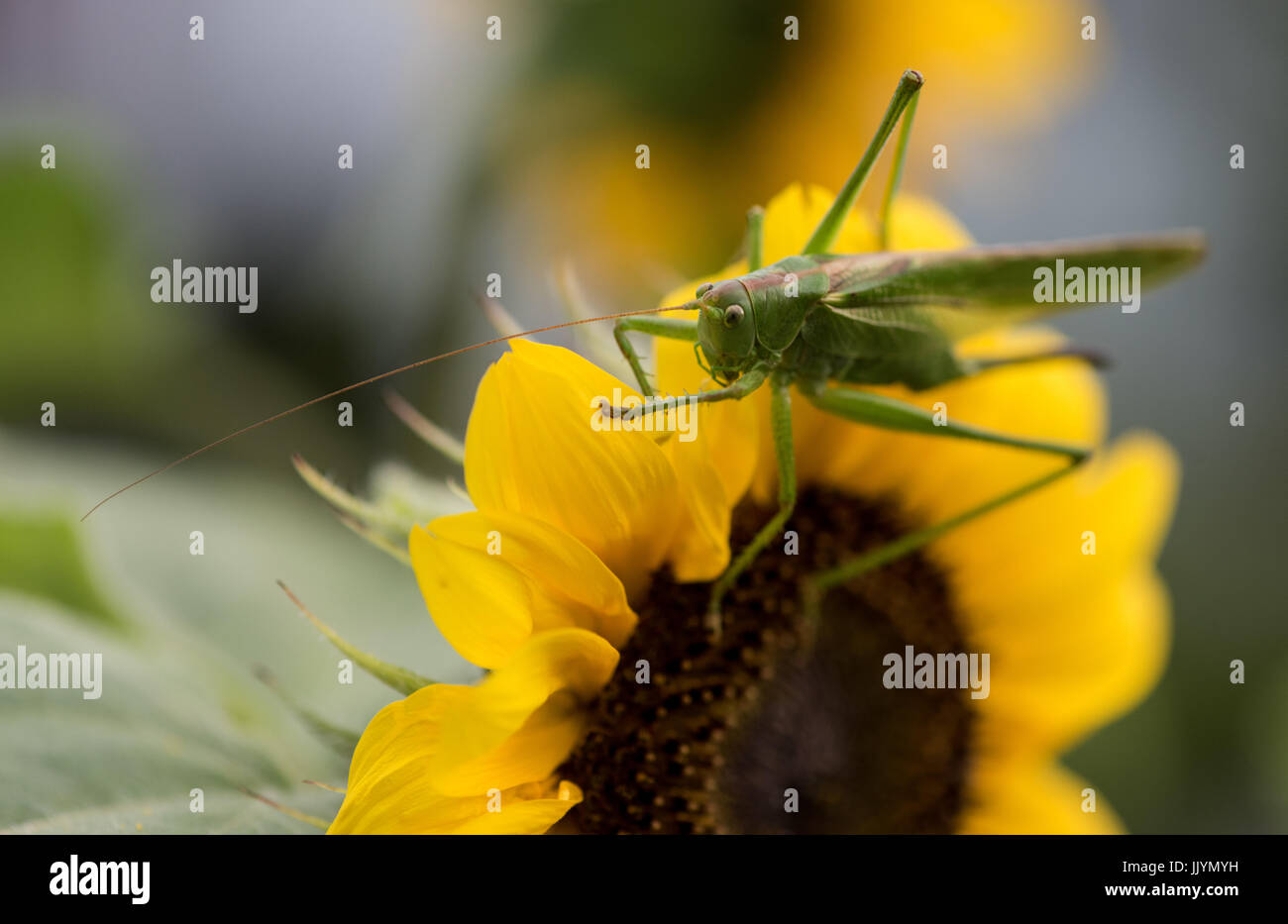 Freiburg, Germany. 21st July, 2017. A Tettigonia can be seen sitting ...