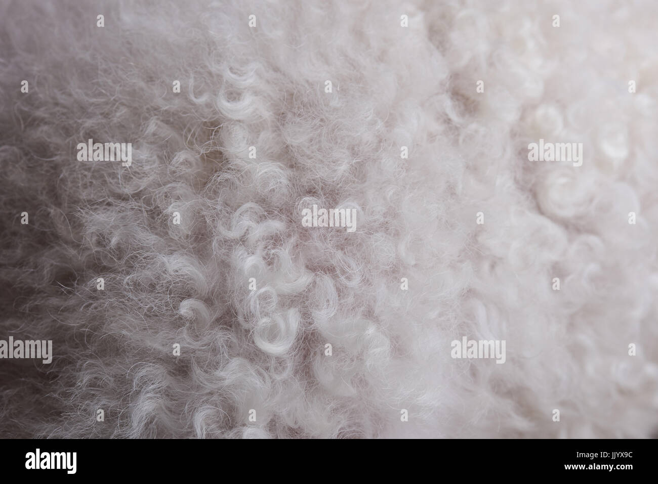 Close-up of curly white hair background. Closeup of curly wool pattern ...