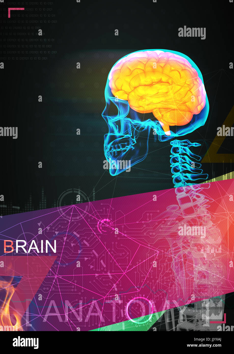 3d illustration of human brain by x- ray on background Stock Photo - Alamy