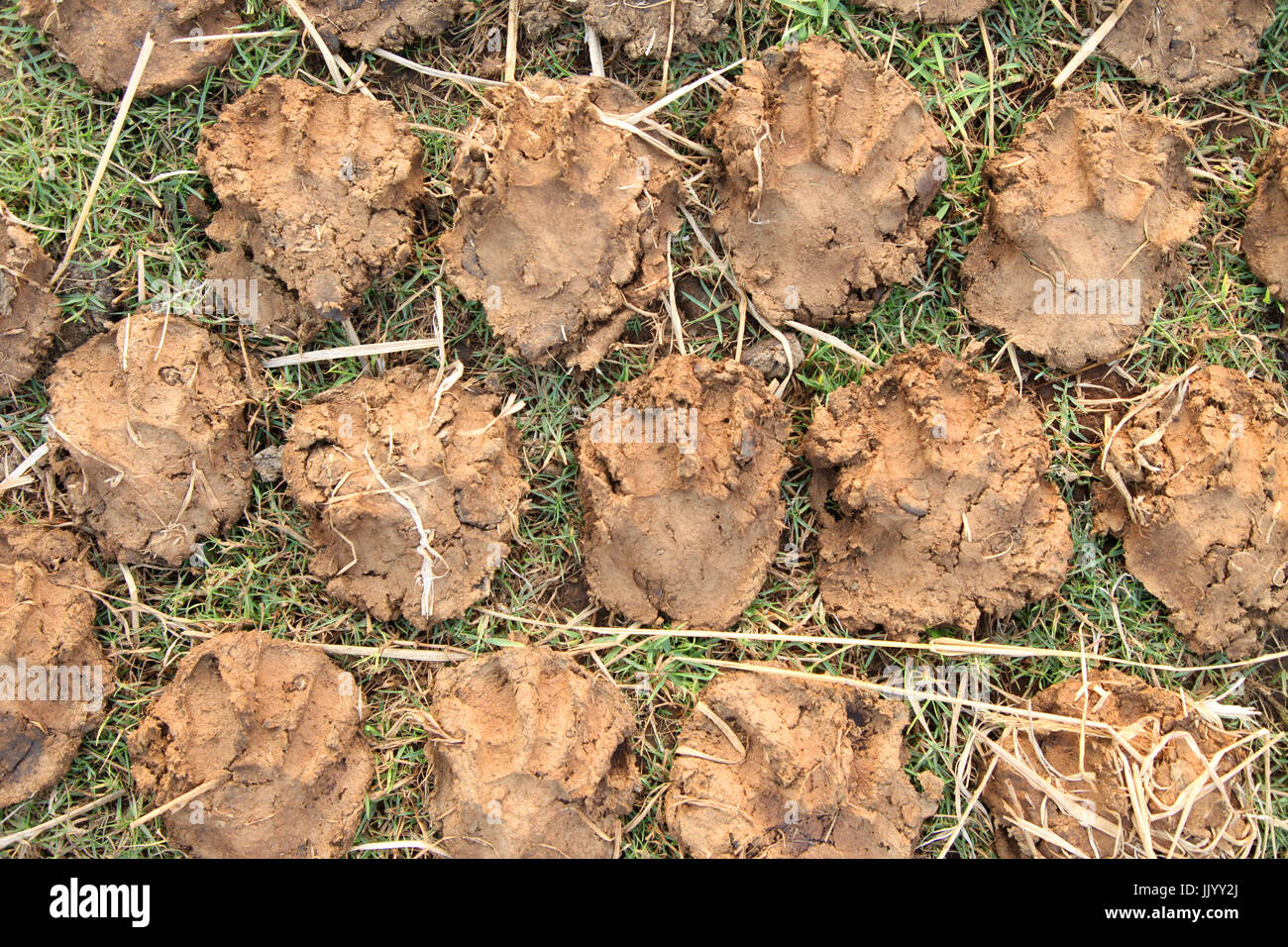 Pile of dry cow dung cakes. Drying on the sun Stock Photo - Alamy