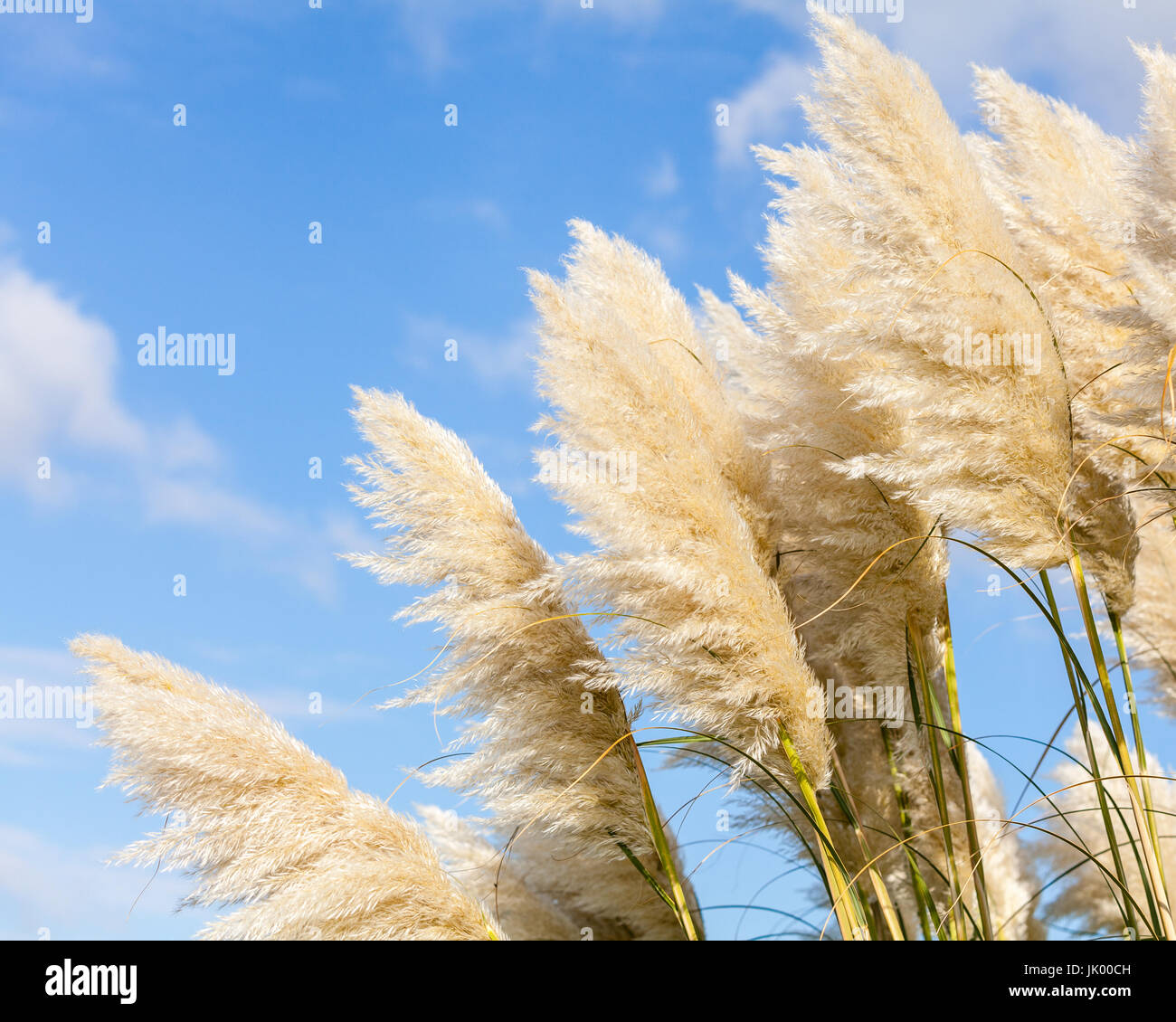 Cortaderia selloana invasive hi-res stock photography and images - Alamy