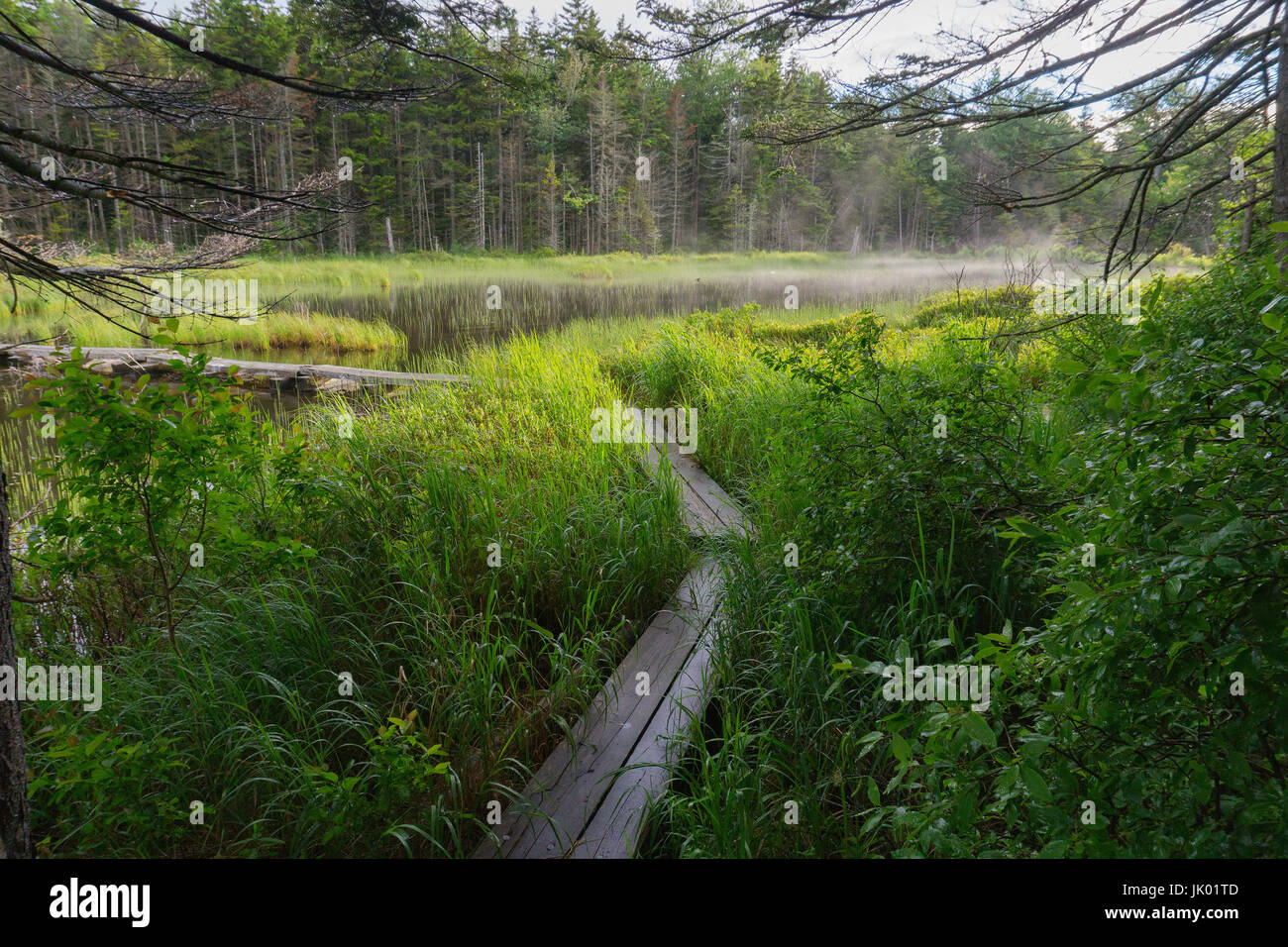 A plank board trail around Stratton Pond in the Green Mountains in ...