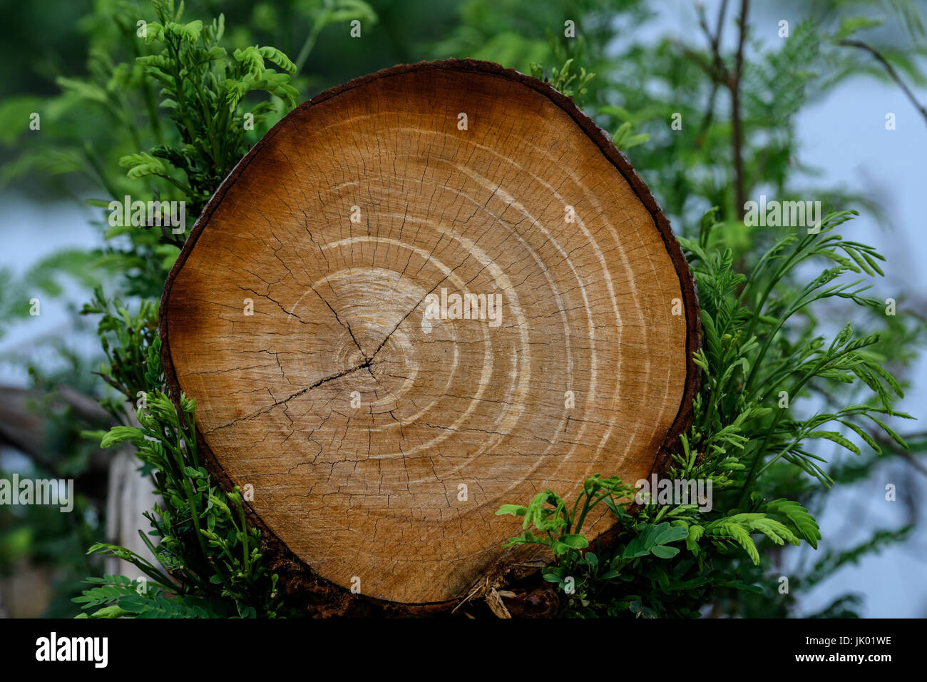 Tree log for banner hi-res stock photography and images - Alamy