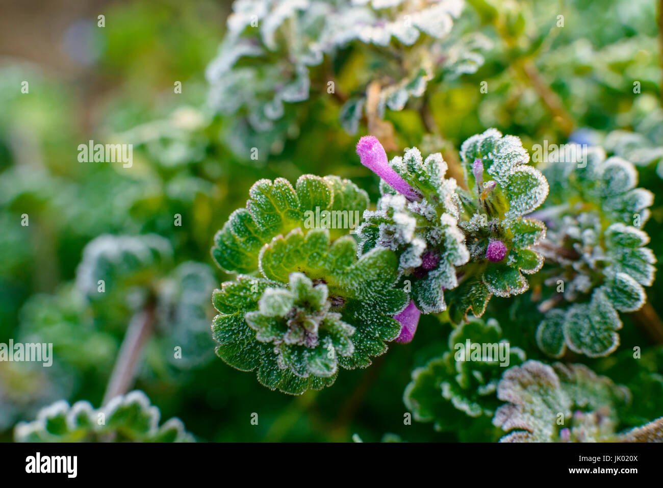 Frost flower plant hi-res stock photography and images - Alamy