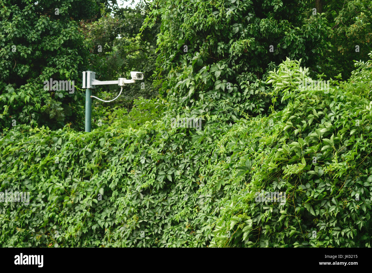 Hidden Camera In Plant at Richard Babb blog