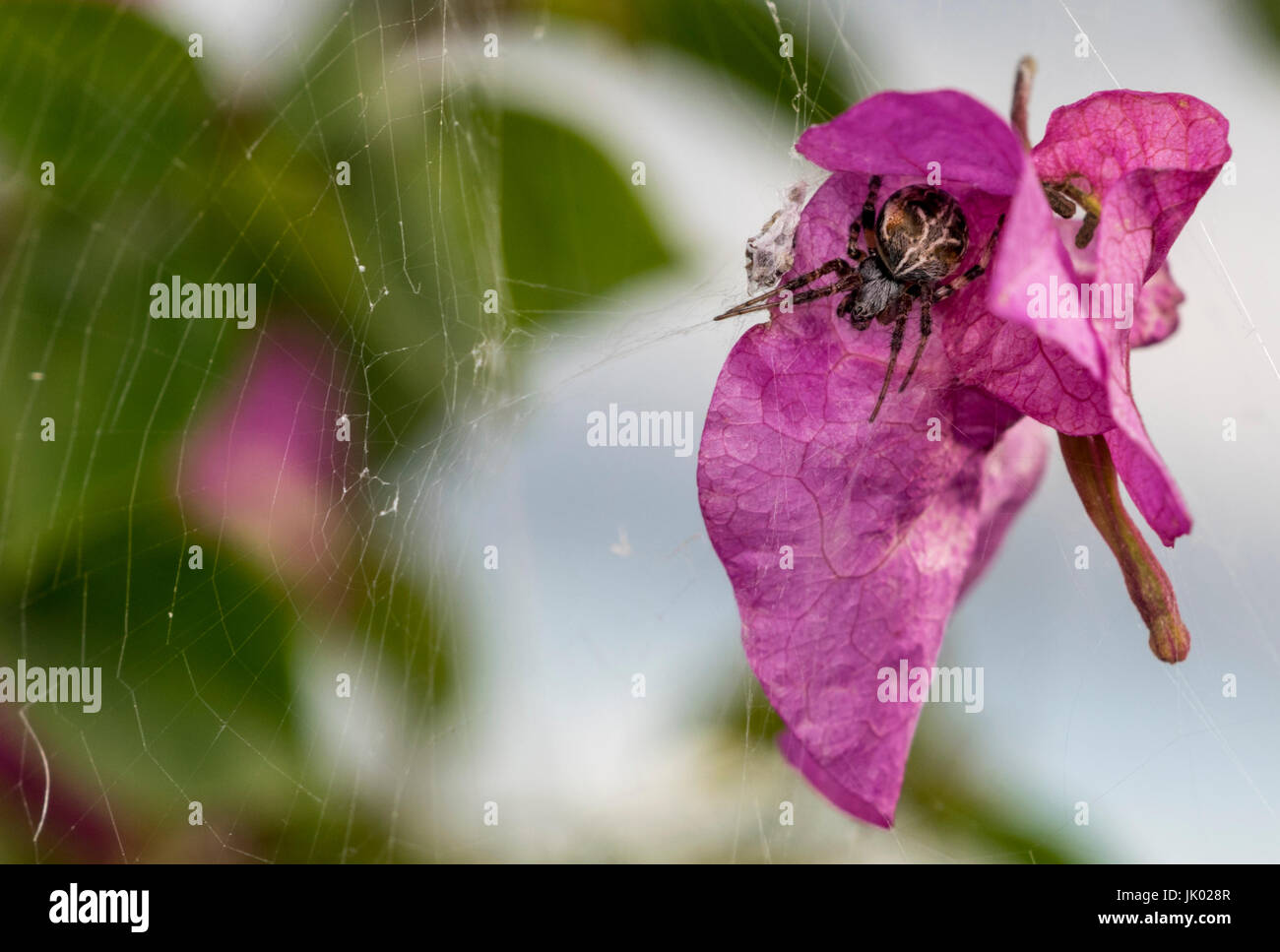 Green spider flower hi-res stock photography and images - Alamy
