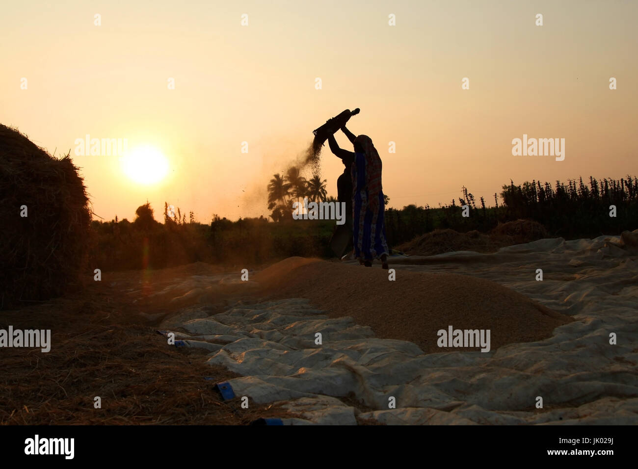 farmers harvesting rice in rice field in india Stock Photo - Alamy