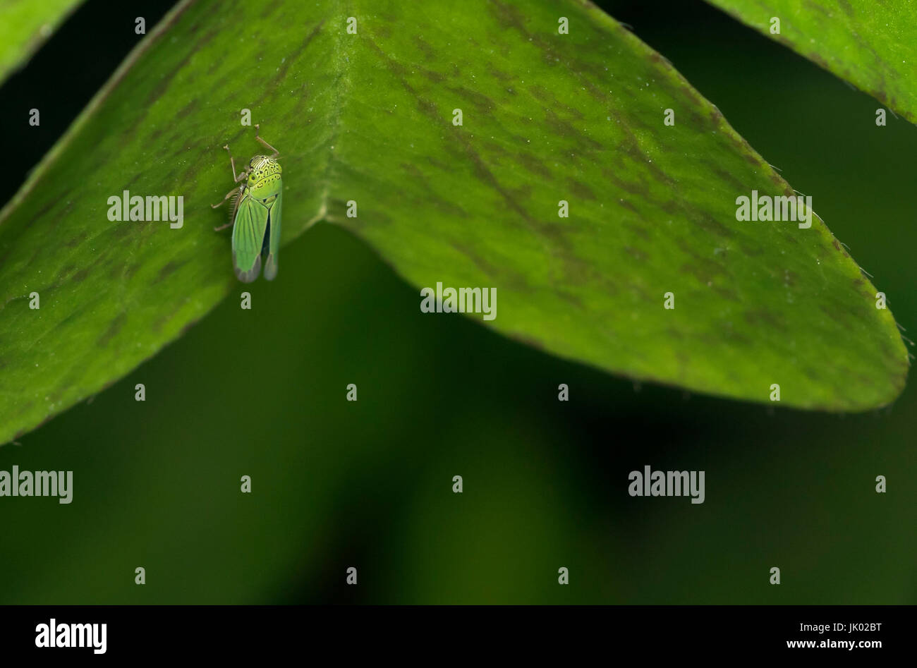 Green leafhopper insect on a green leaf Stock Photo - Alamy