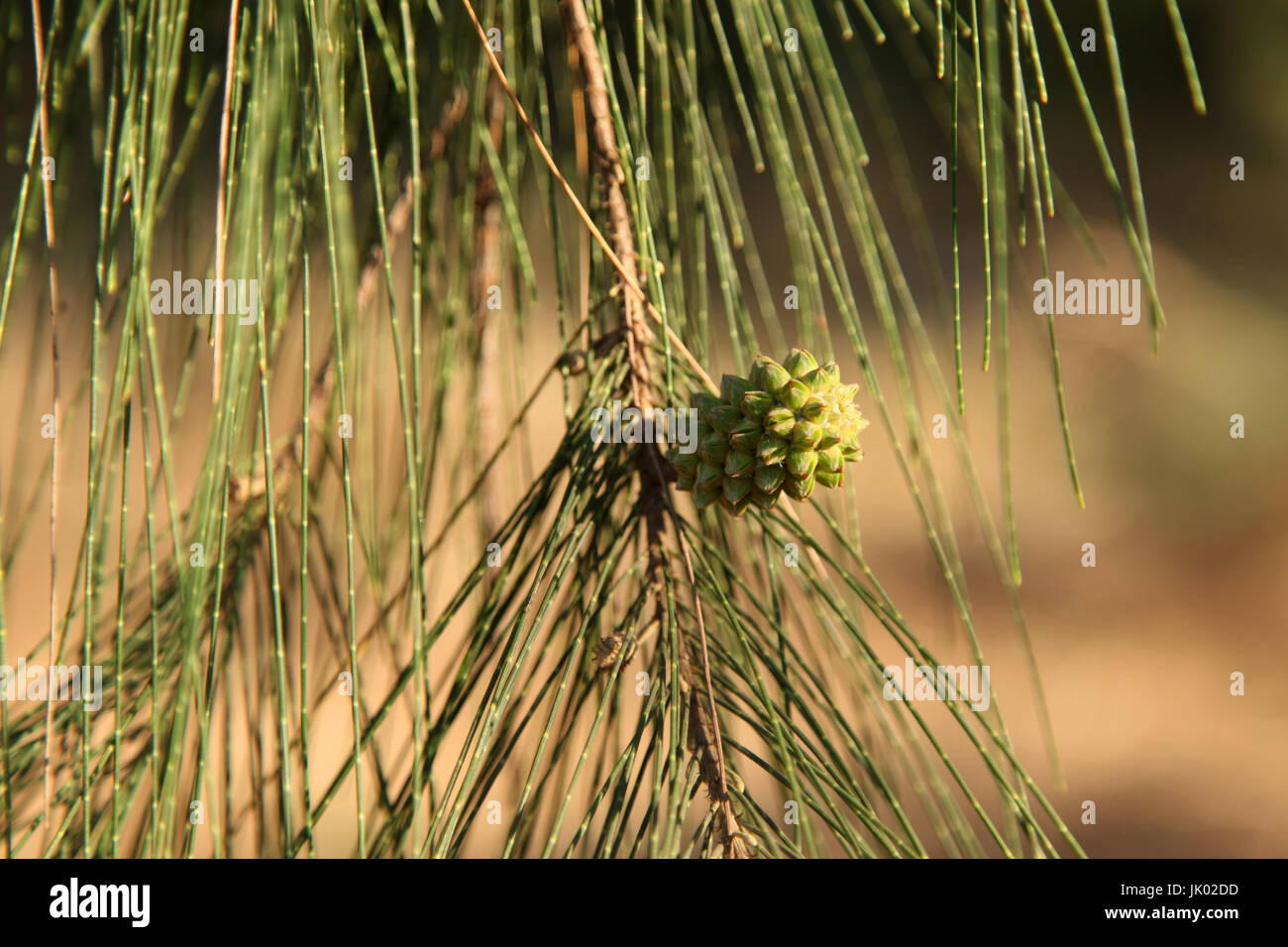 pine cones from She oak Stock Photo - Alamy