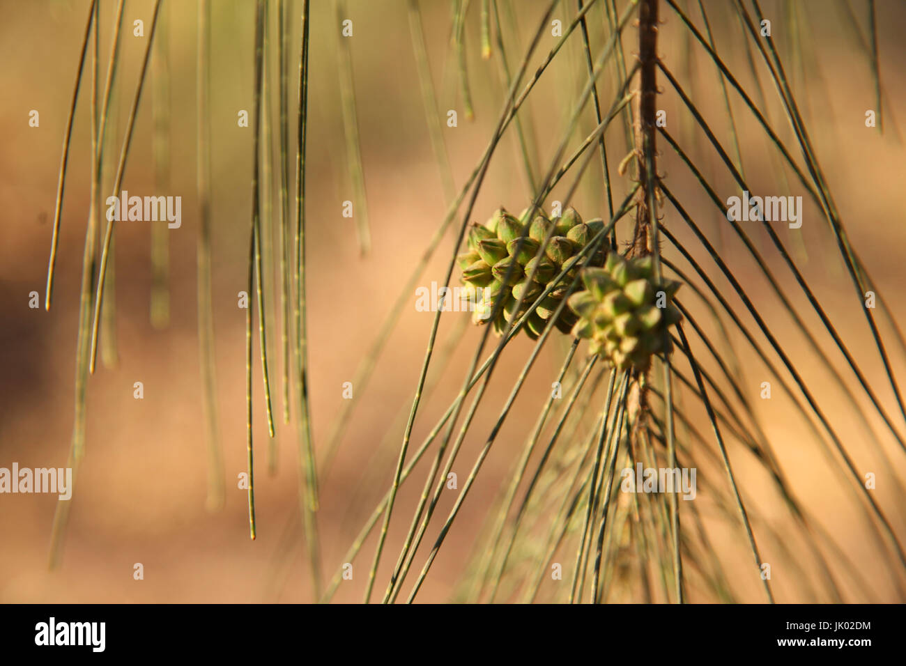 She oak point hi-res stock photography and images - Alamy