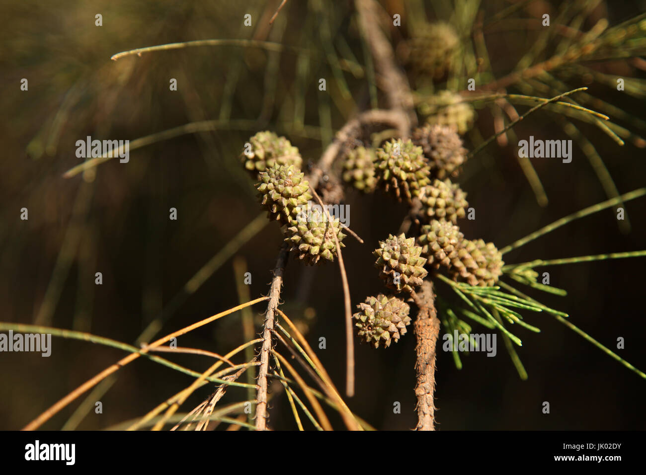 pine cones from She oak Stock Photo - Alamy