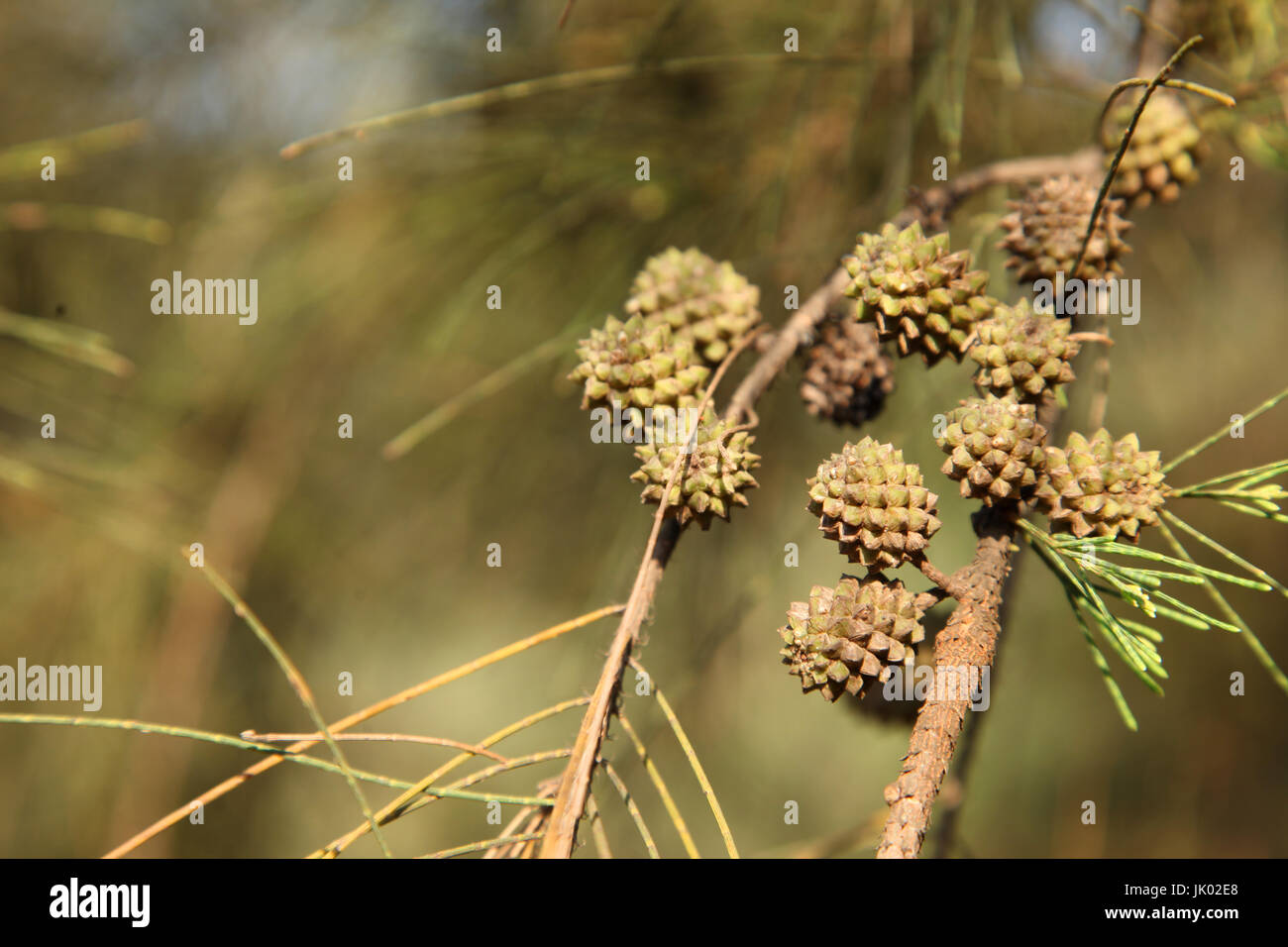 pine cones from She oak Stock Photo - Alamy