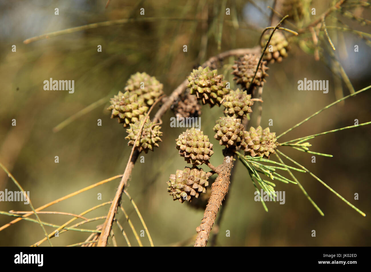 She oak hi-res stock photography and images - Alamy