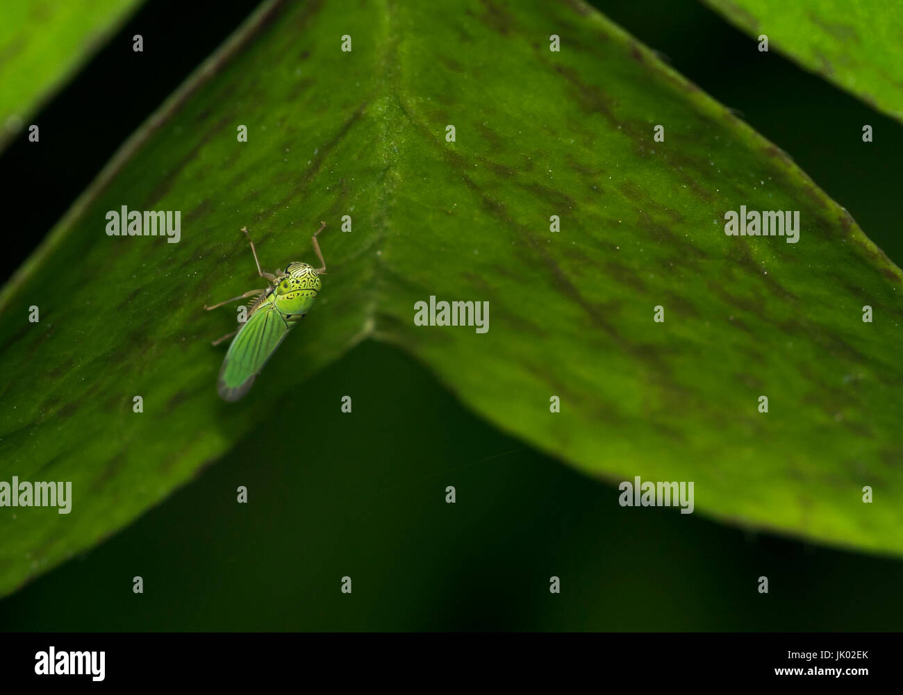 Green leafhopper insect on a green leaf Stock Photo - Alamy