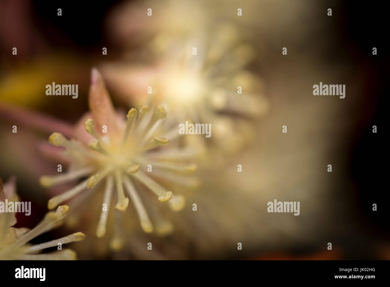 Stamen filaments hi-res stock photography and images - Alamy