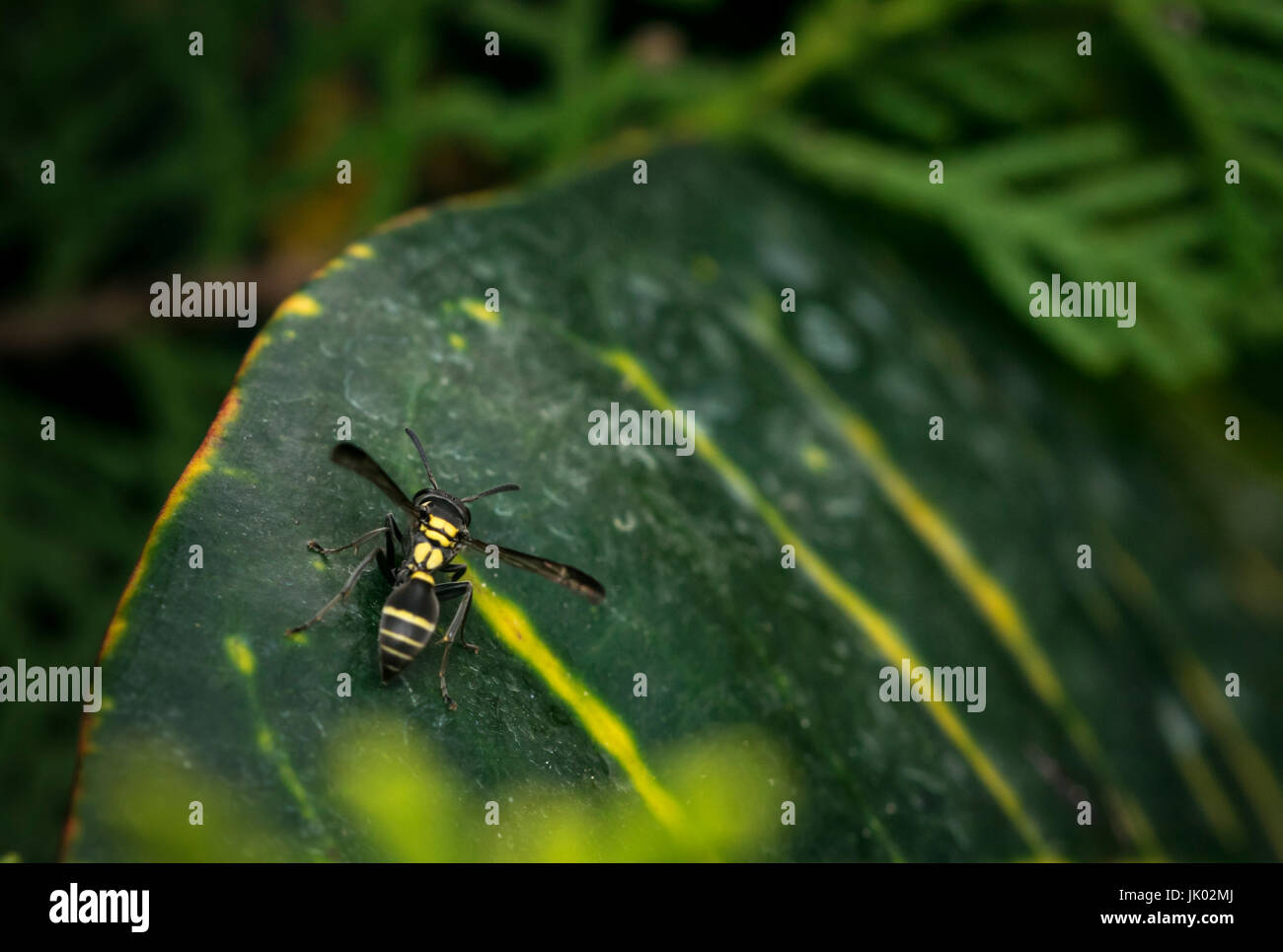 Yellow and black striped wasp with extended wings on a green leaf Stock ...