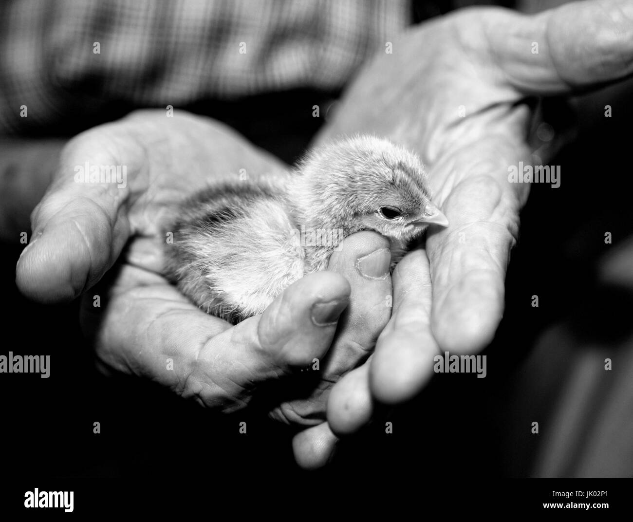 Black And White Baby Chicken