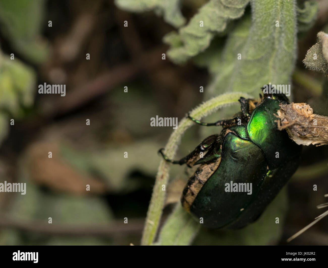 Emerald beetle hi-res stock photography and images - Alamy