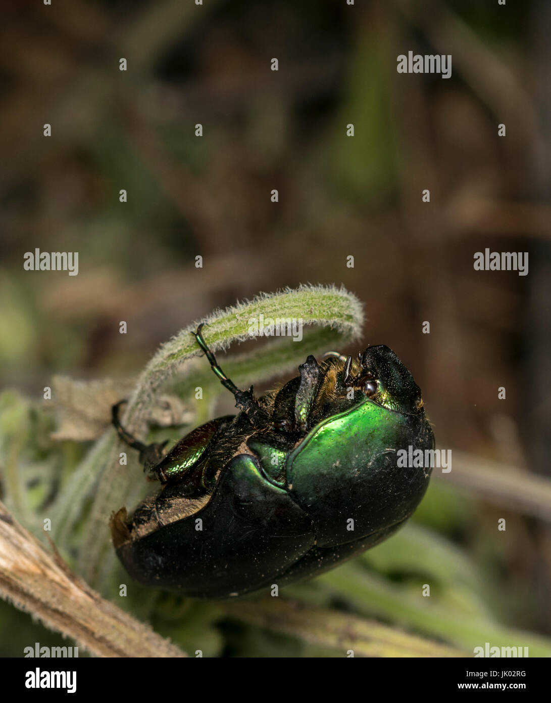 Shard beetle hi-res stock photography and images - Alamy
