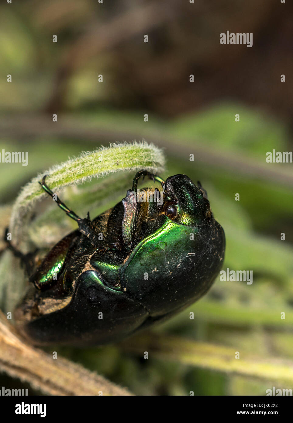 Beautiful metallic green scarab bug hi-res stock photography and images ...