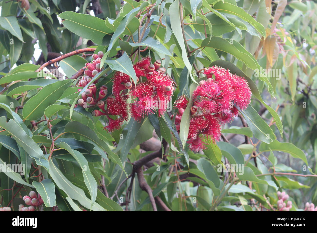 Flowering gum tree Stock Photo - Alamy
