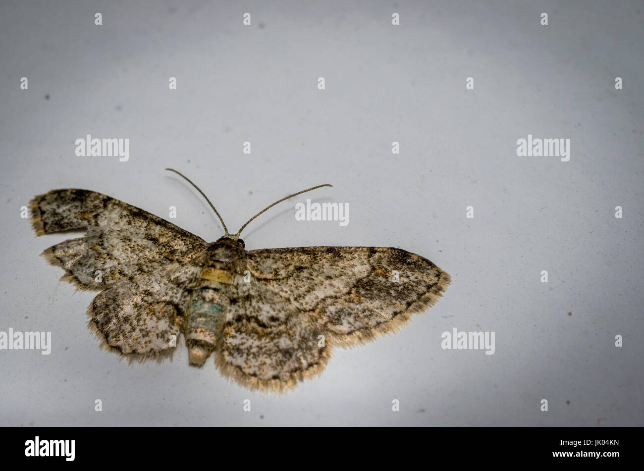Big moth standing on a white wall Stock Photo - Alamy