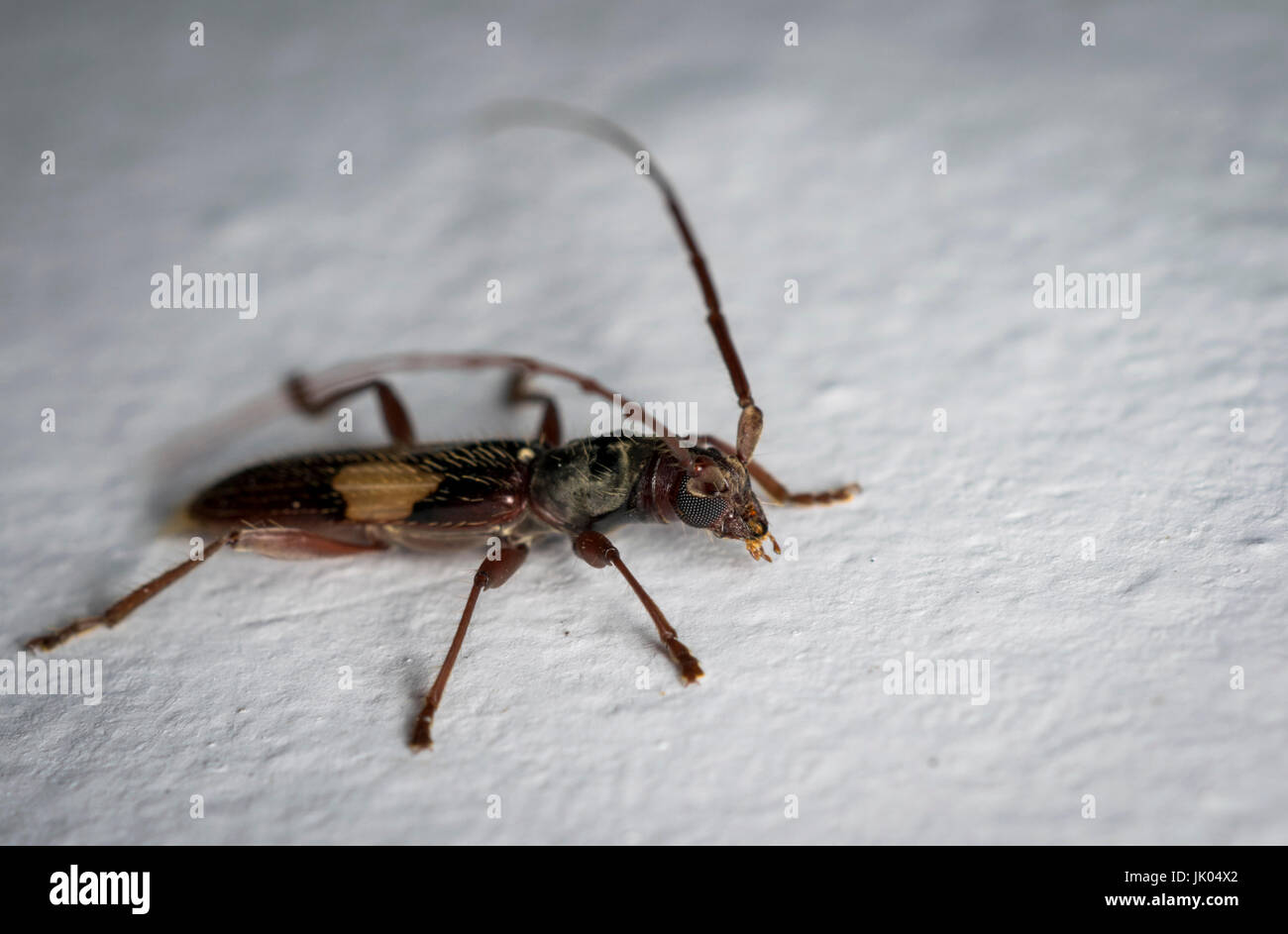 Brown and black longhorn beetle on a farm wall Stock Photo - Alamy