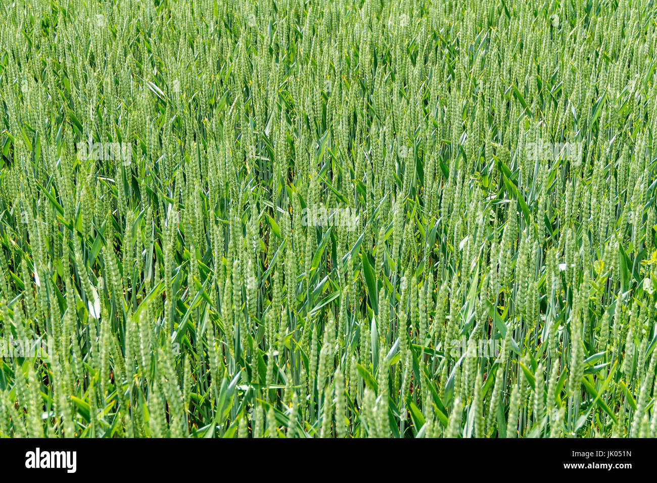 full frame green cornfield closeup Stock Photo - Alamy
