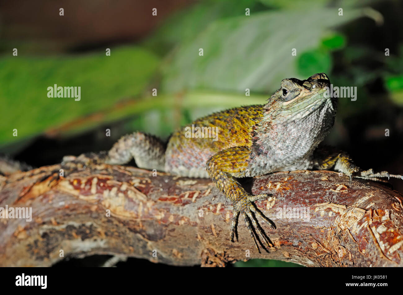 Emerald swift lizard sceloporus malachiticus hi-res stock photography ...
