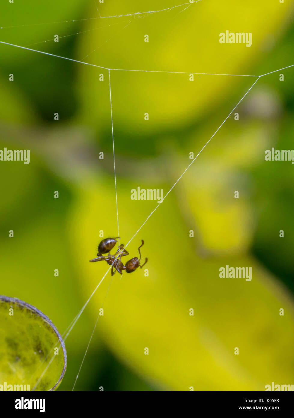 Big ant hanging on a spider web Stock Photo - Alamy