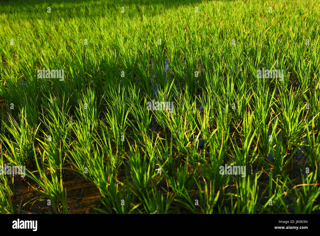 Rice field in indian villages of the maharashtra Stock Photo - Alamy