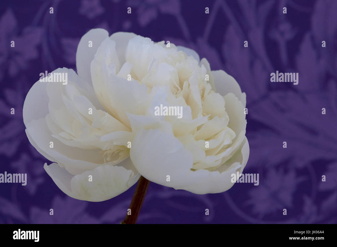 Peony lactiflora duchesse hi-res stock photography and images - Alamy
