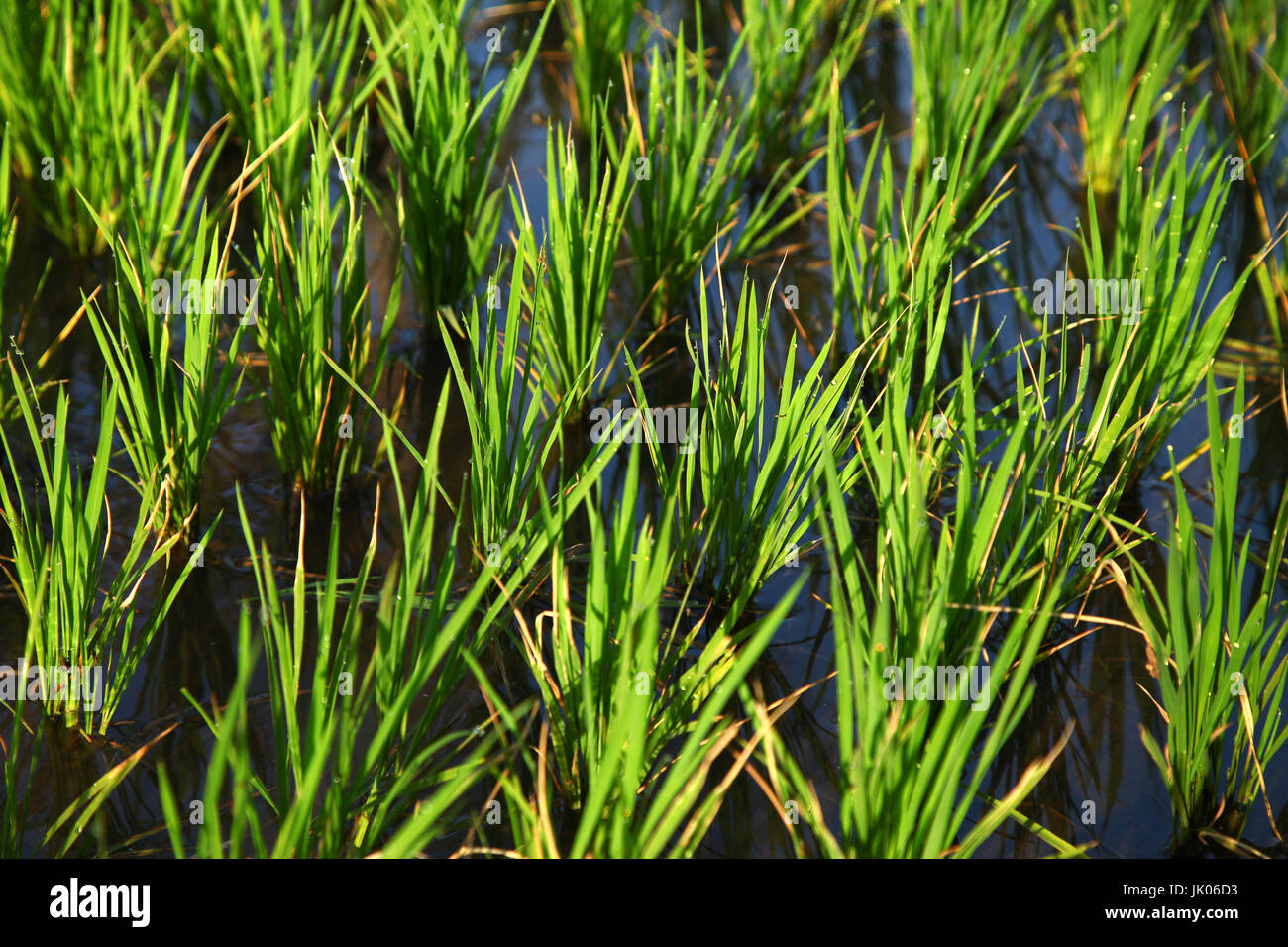 Rice field in indian villages of the maharashtra Stock Photo - Alamy